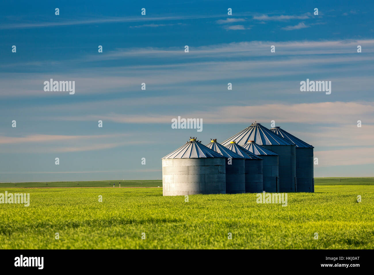 Large metal grain bins in a green wheat field with blue sky and clouds ...