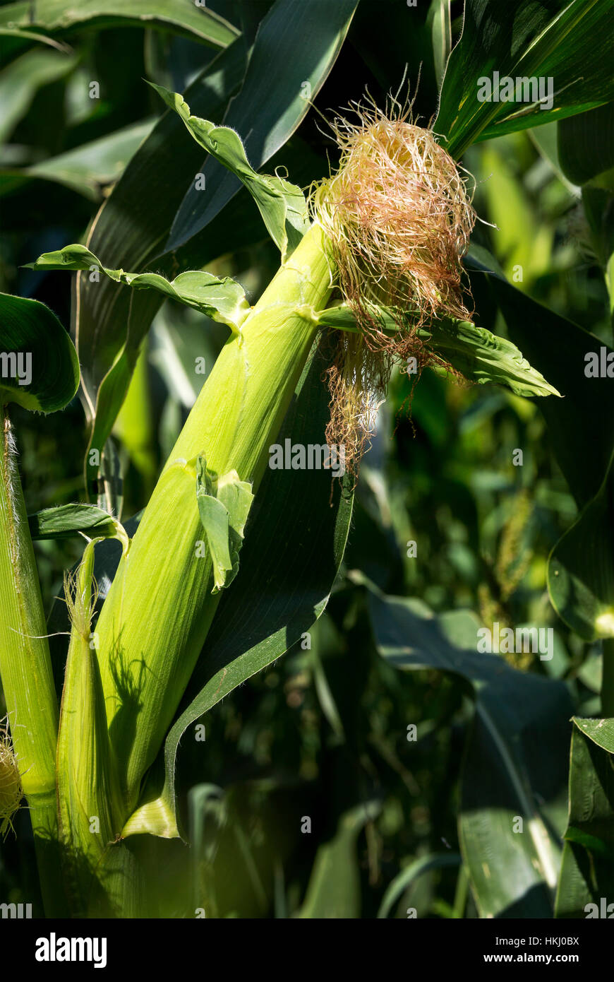 Taber corn hi-res stock photography and images - Alamy
