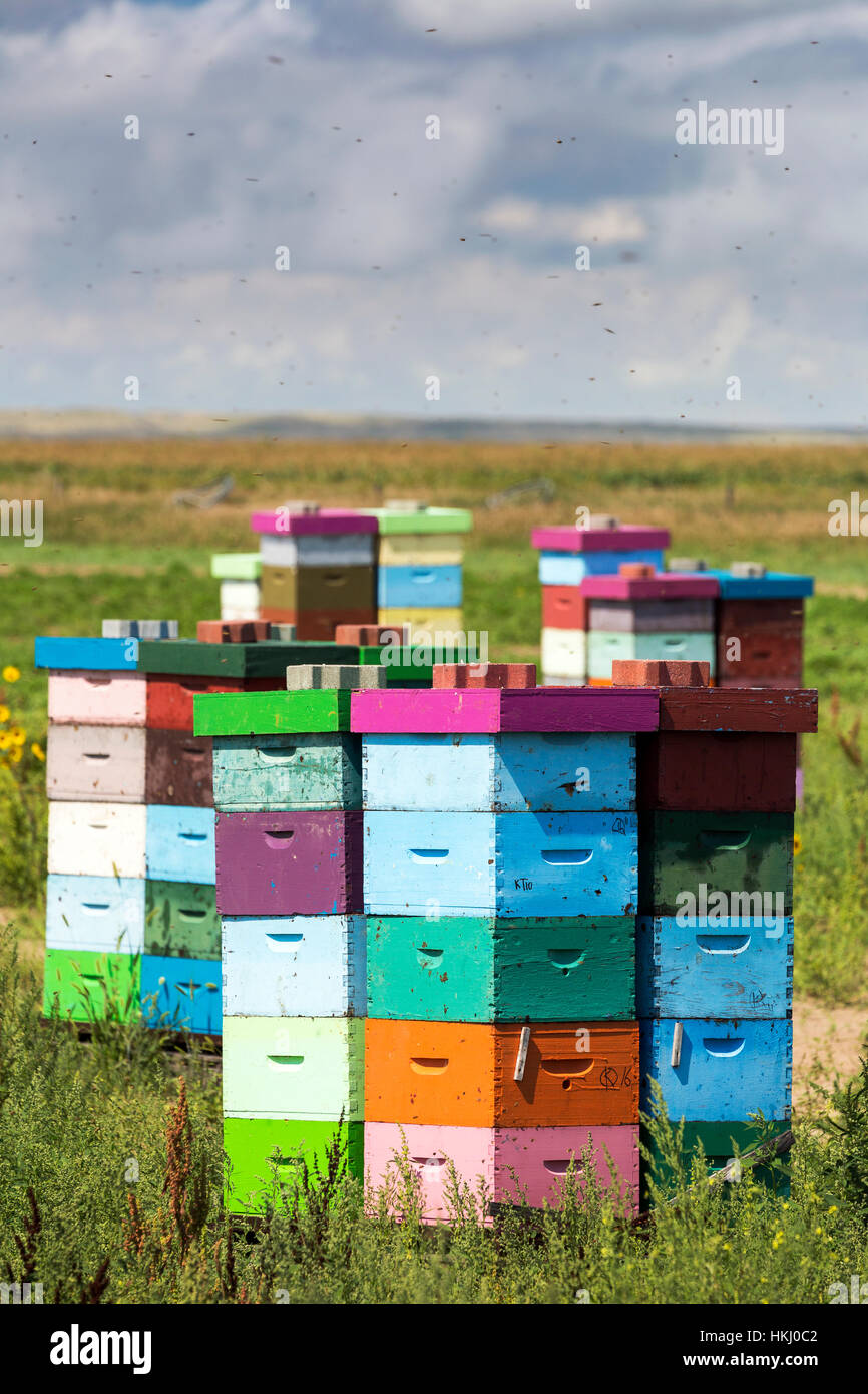 Colourful stacked bee hive boxes in a field with clouds above, North of ...