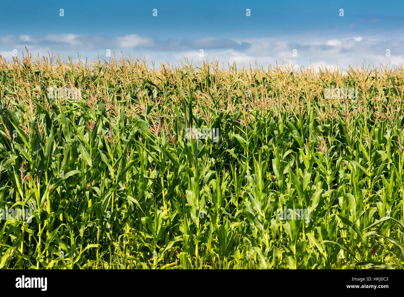Corn field with blue sky and clouds, North of Taber; Alberta, Canada ...