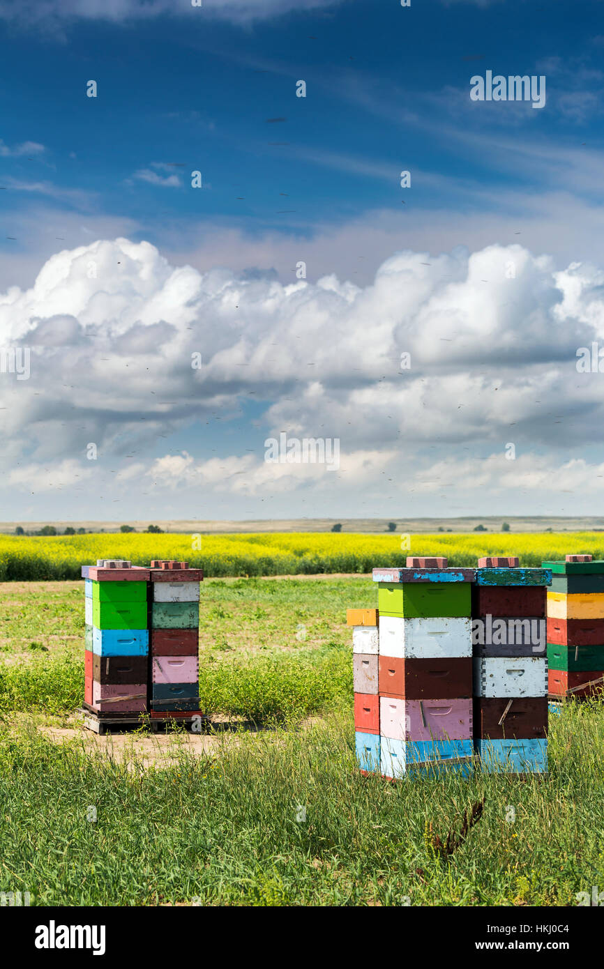Colourful stacked bee hive boxes in a field with clouds above, North of ...