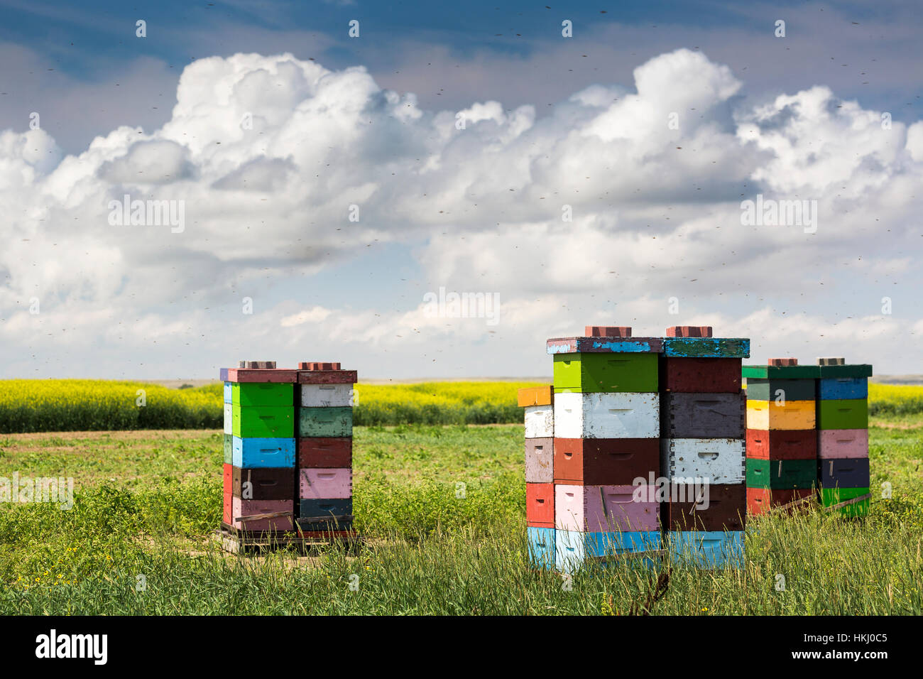 Colourful stacked bee hive boxes in a field with clouds above, North of ...