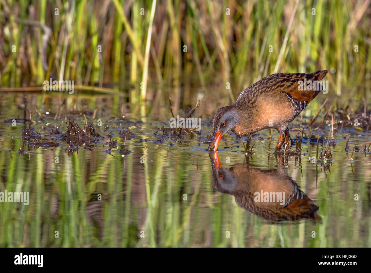American rail hi-res stock photography and images - Alamy