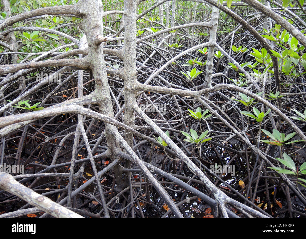 Mangroves in everglades coast hi-res stock photography and images - Alamy