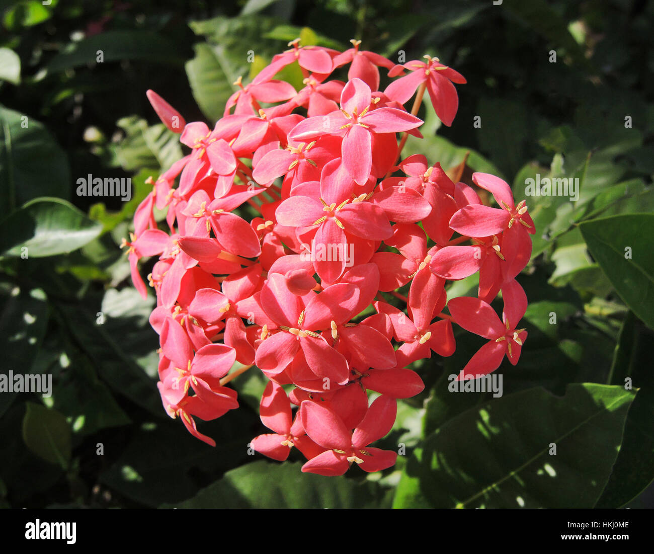 Chinese Ixora flower,closeup of blooming red flower. Ideas for a ...