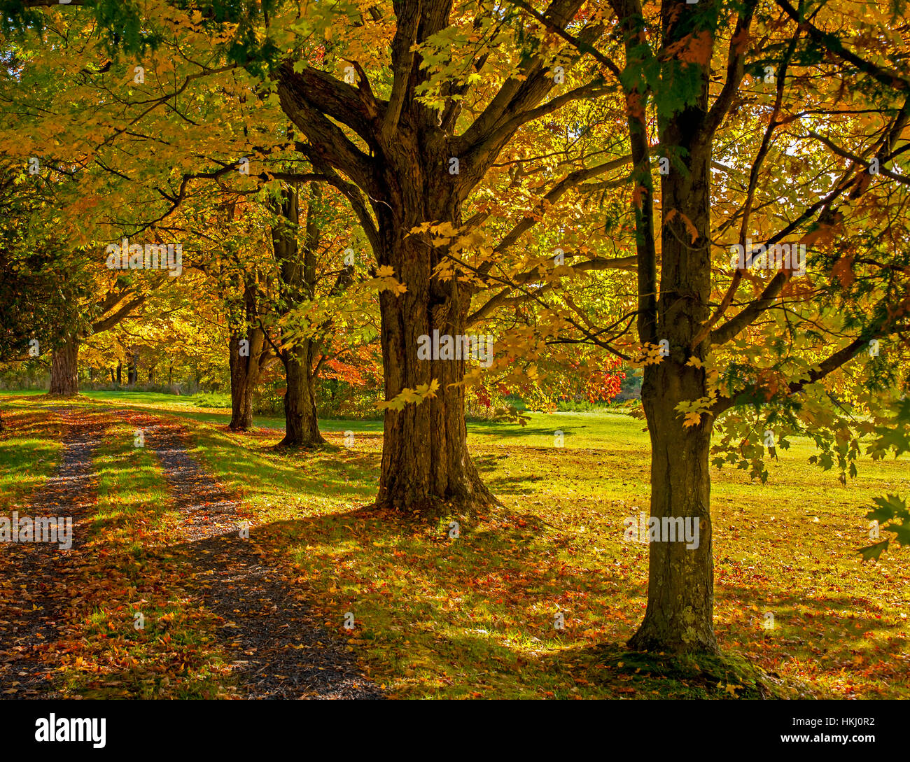 Maple trees line a driveway in autumn; Fulford, Quebec, Canada Stock ...