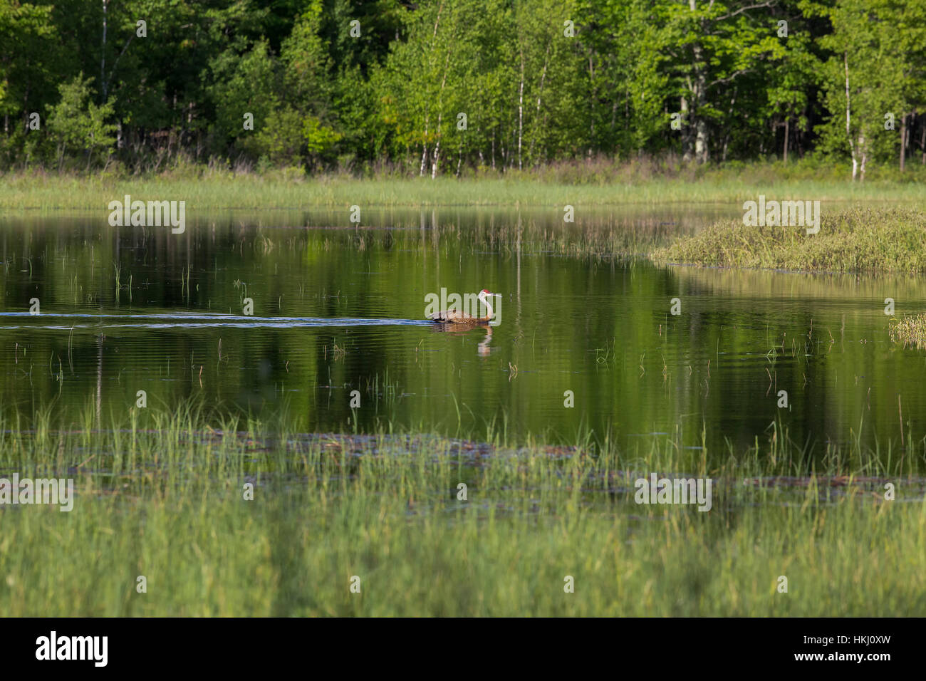 Bog swimming hi-res stock photography and images - Alamy