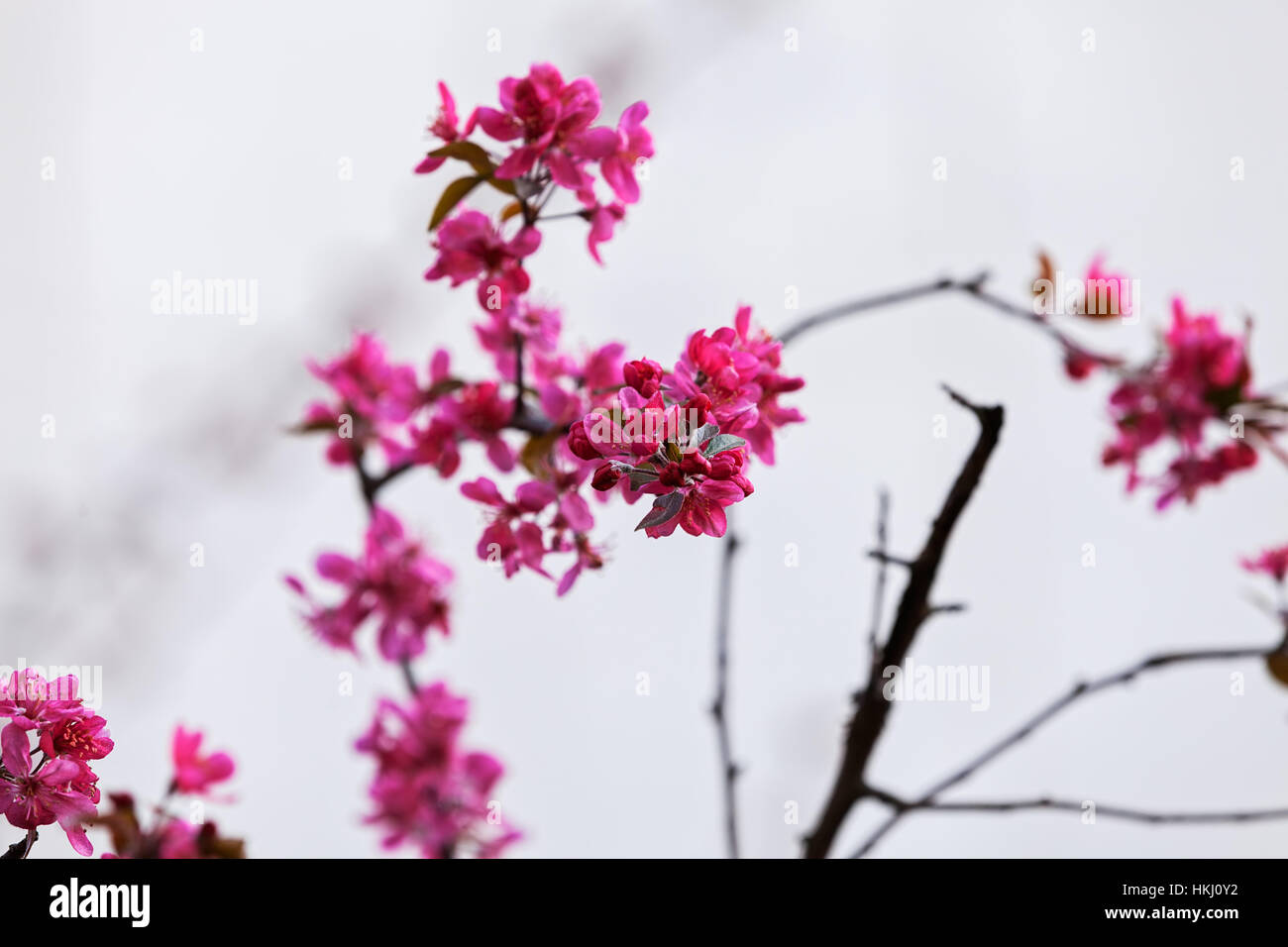 blossomed branch with pink flowers on the light background, note ...
