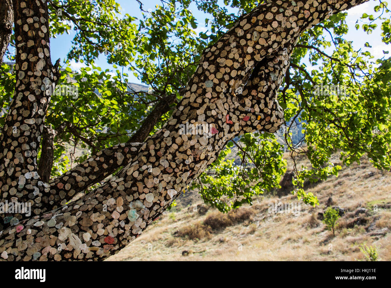 Chewing gum stuck to a tree; Vardzia, Meskhetii, Georgia Stock Photo ...