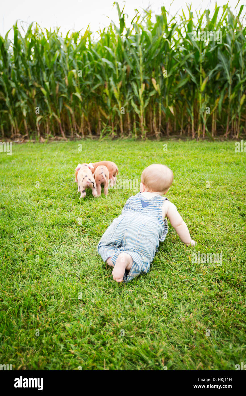 Infant boy playing with little pigs on a farm in Northeast Iowa in ...