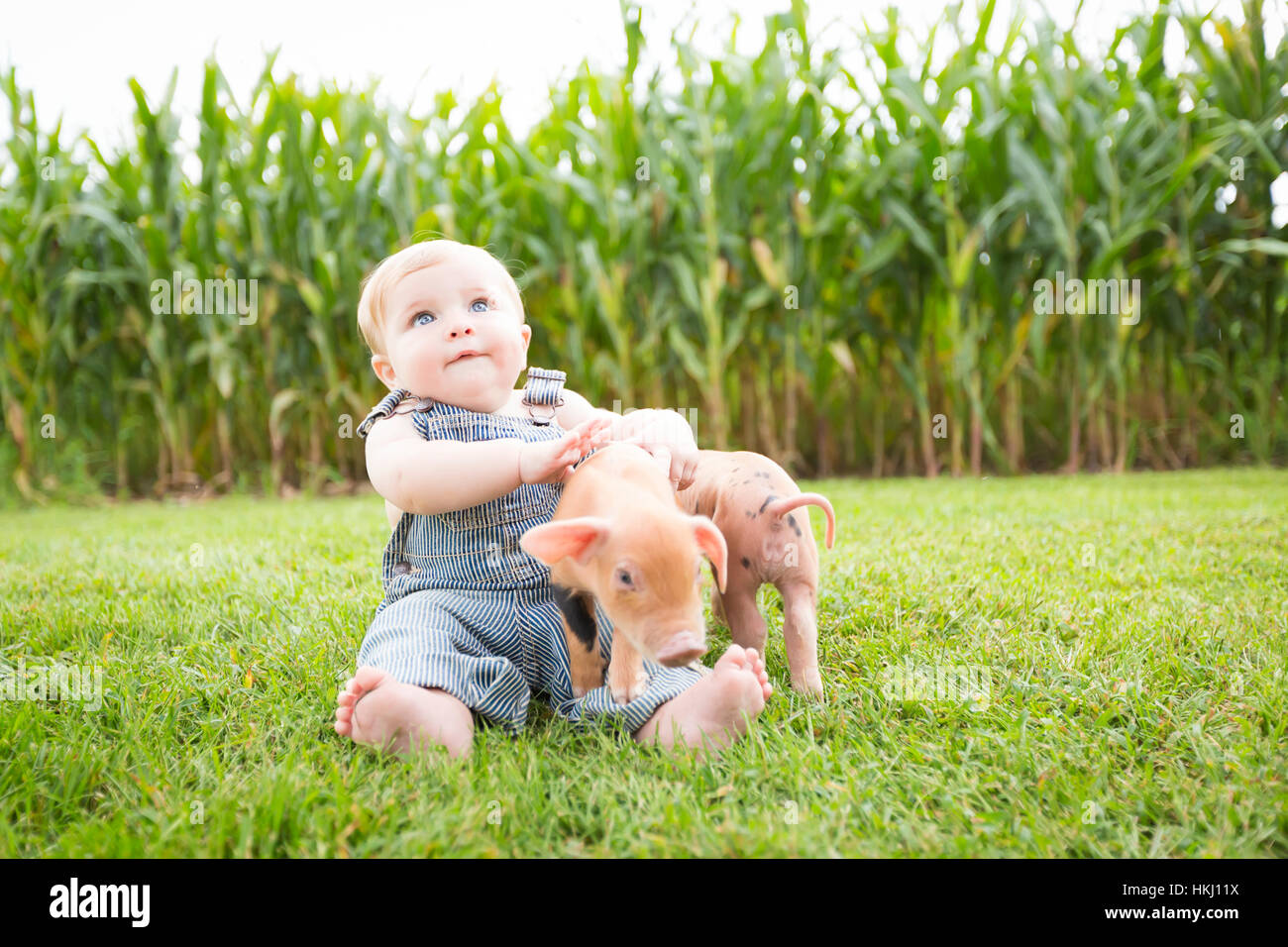 Infant boy playing with little pigs on a farm in Northeast Iowa in ...