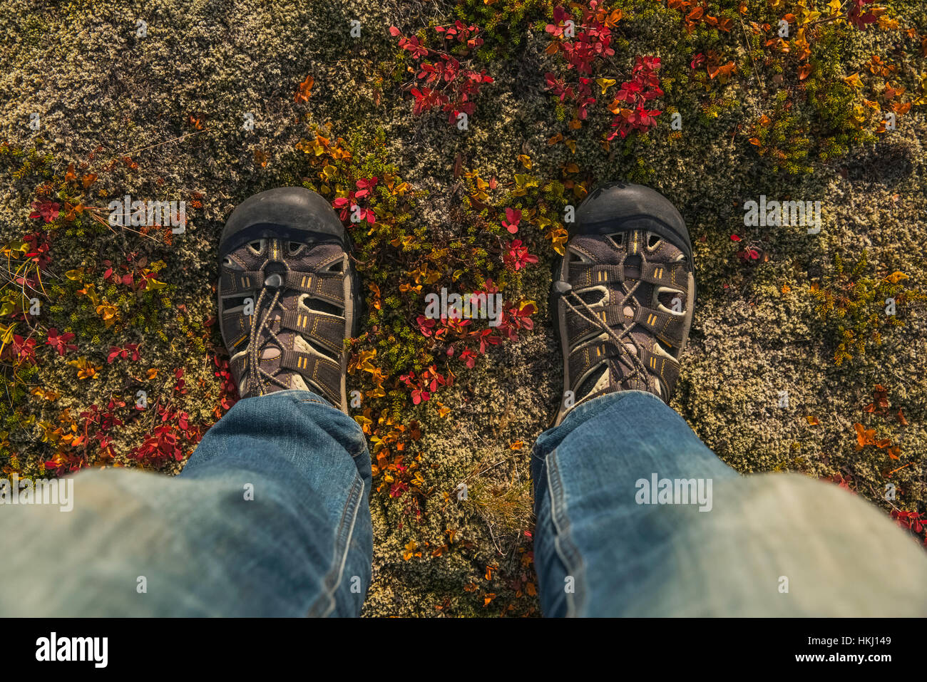 Person's feet standing the autumn colours of the Icelandic tundra ...