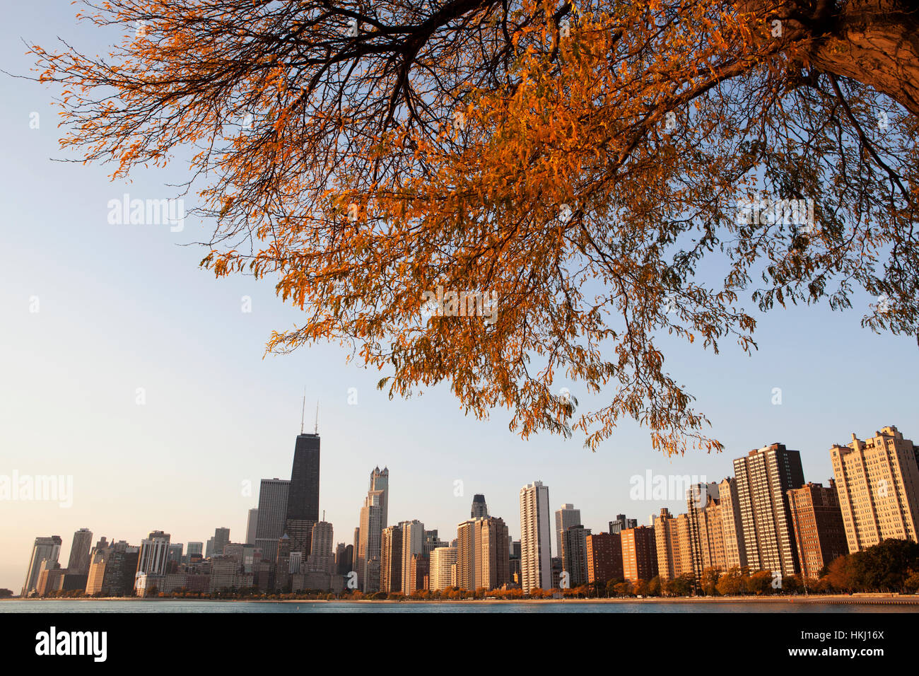 Skyline of Chicago with a tree in the foreground in autumn colours ...