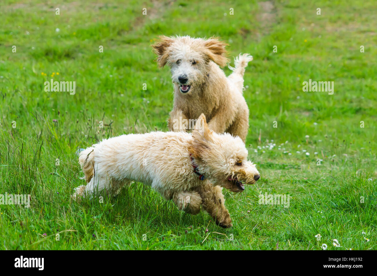 Cockapoo side view hi-res stock photography and images - Alamy