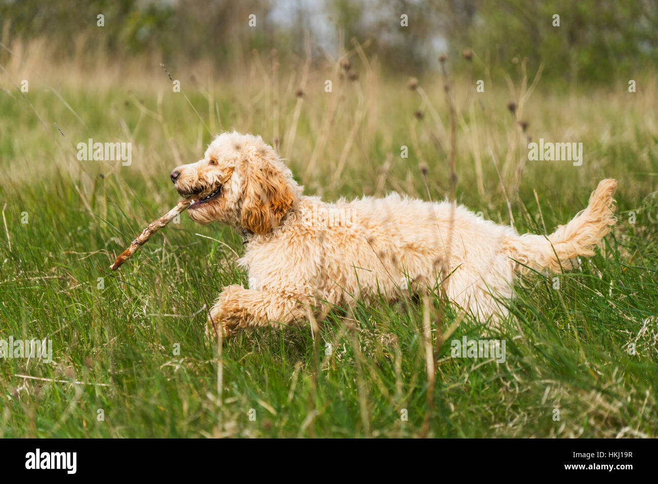 A blond cockapoo running in a grass field with a stick in it's mouth ...