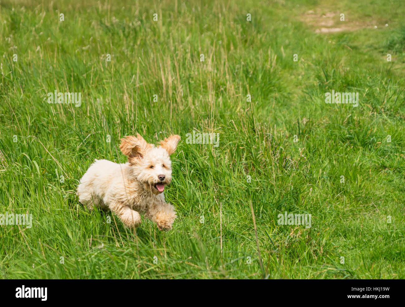 Cockapoo side view hi-res stock photography and images - Alamy