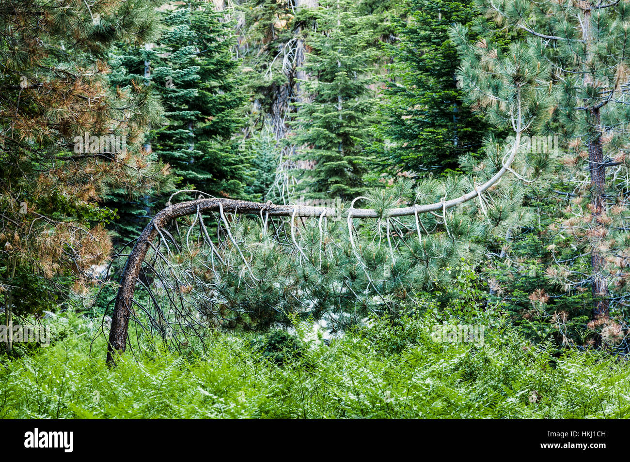A dead tree with it's trunk bent in a curve, Sequoia National Park ...