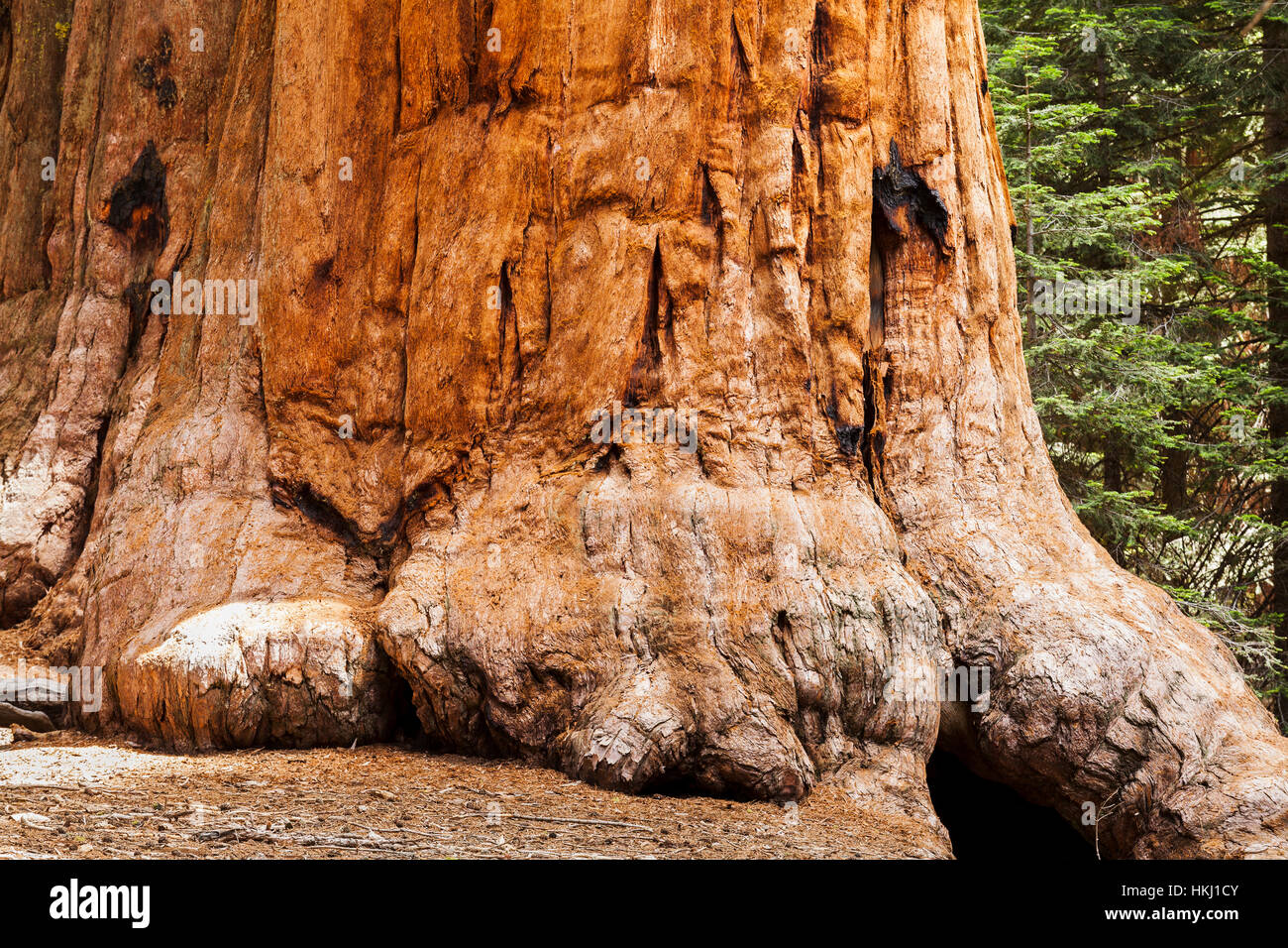 Giant sequoia tree, Sequoia National Park; California, United States of ...