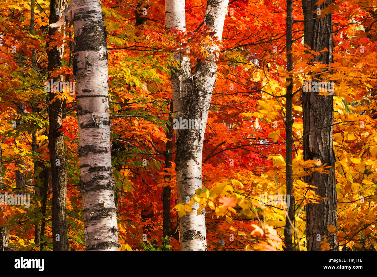 The colourful leaves and birch tree trunks in Algonquin Park; Ontario ...