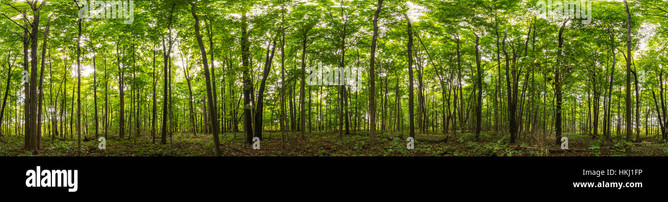 Deciduous deciduous forest hi-res stock photography and images - Alamy