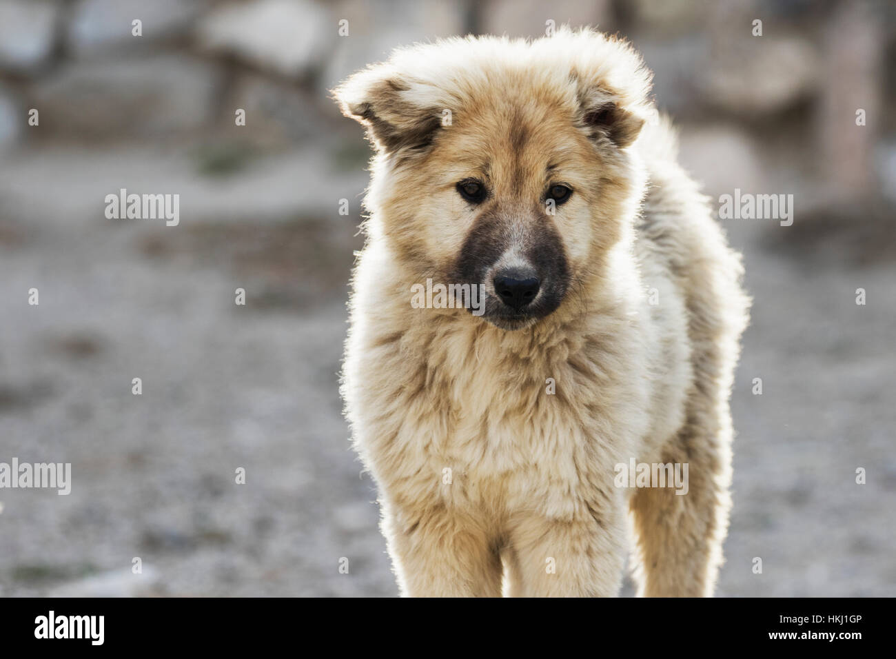 Ghara hi-res stock photography and images - Alamy