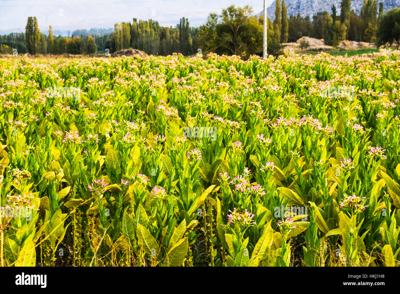 Flowering tobacco fields; Bastam, West Azerbaijan, Iran Stock Photo - Alamy