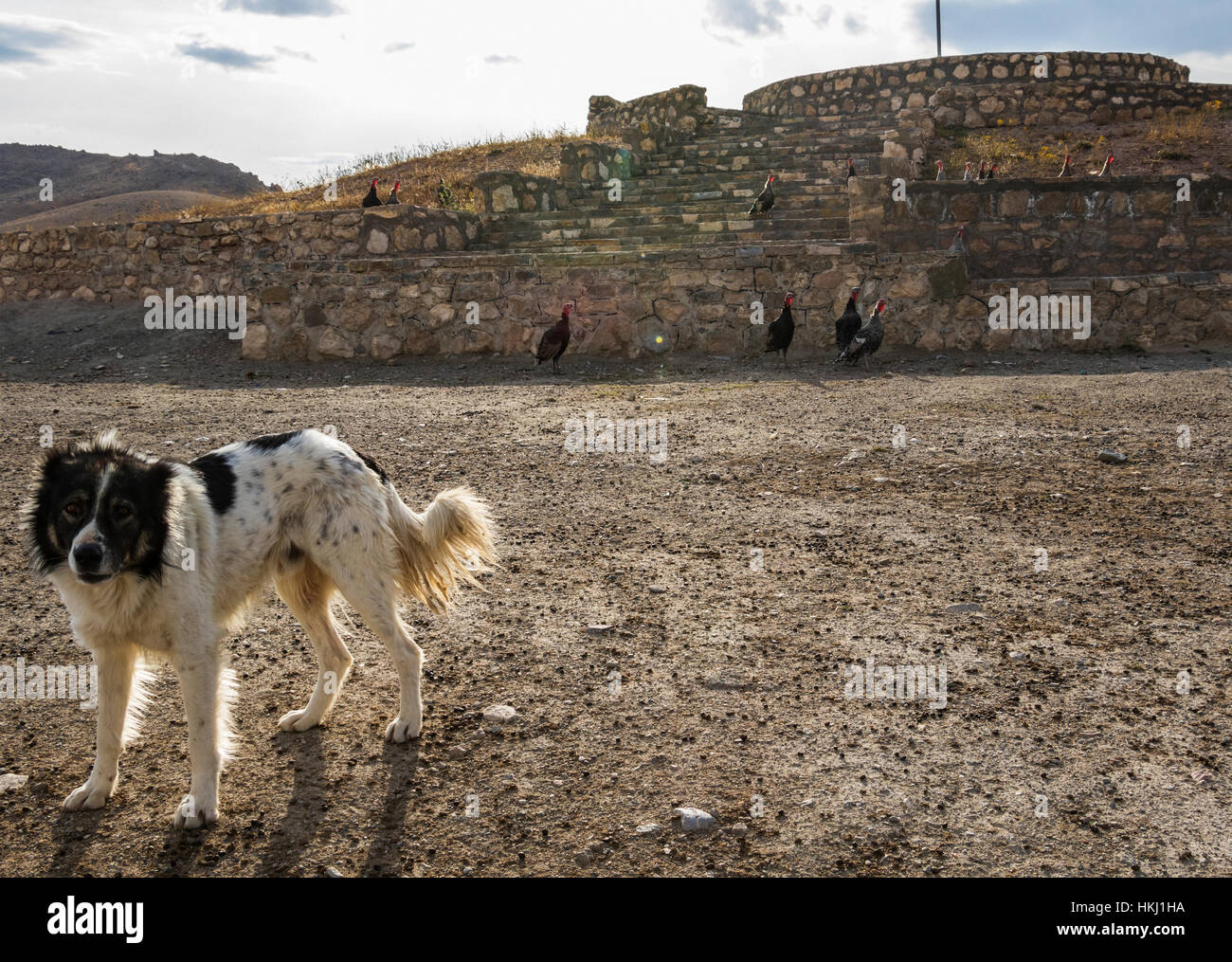 Sheep Dog; Ghara-Kilise, West Azerbaijan, Iran Stock Photo - Alamy