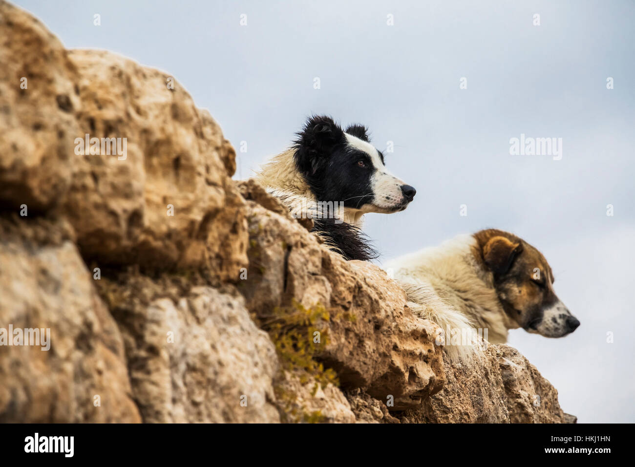 Dog on a ledge hi-res stock photography and images - Alamy