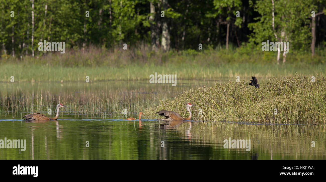 Red-winged blackbird attacking a family of sandhill cranes as they swim ...