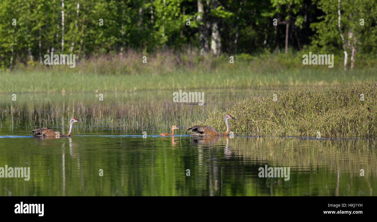 American cranes hi-res stock photography and images - Alamy