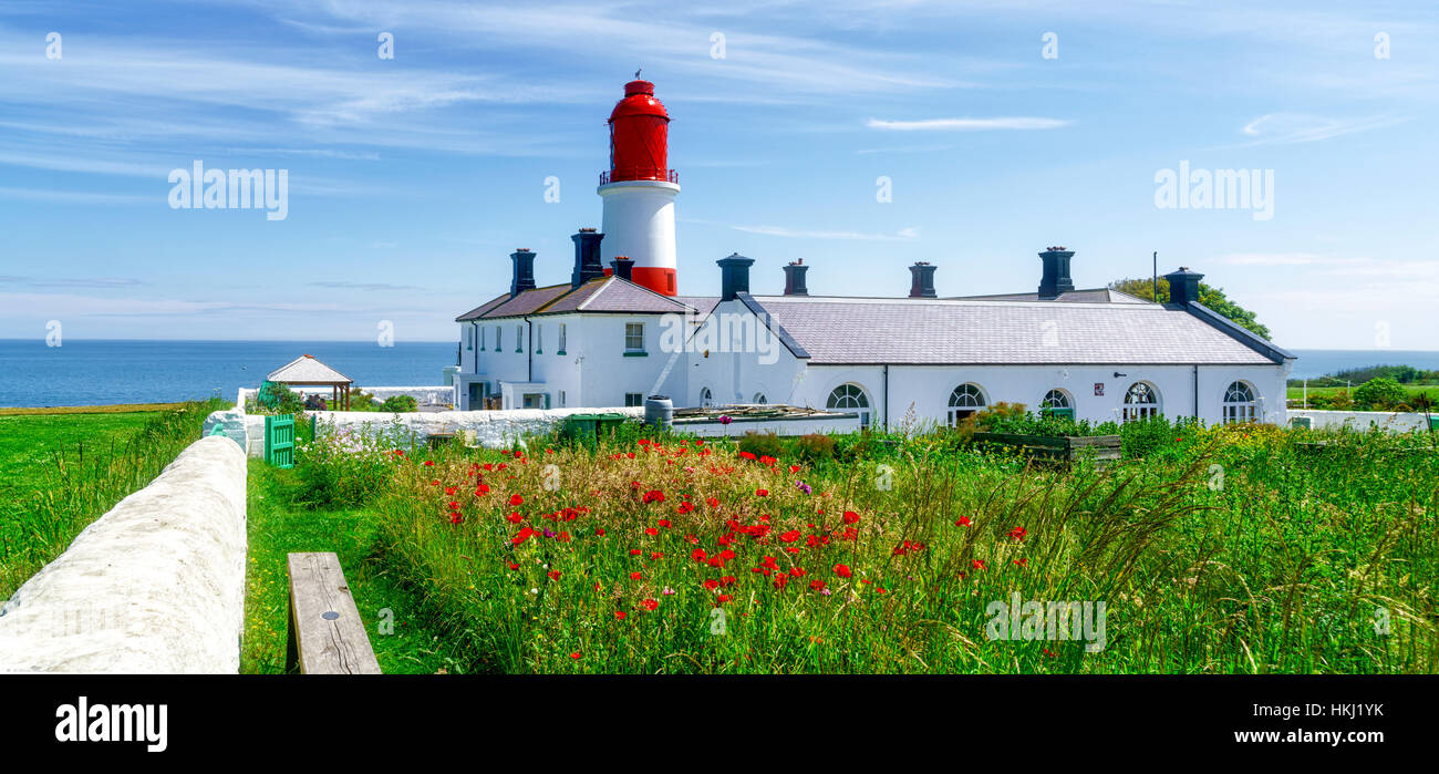 Souter Lighthouse with a field of red poppies in the foreground; South ...