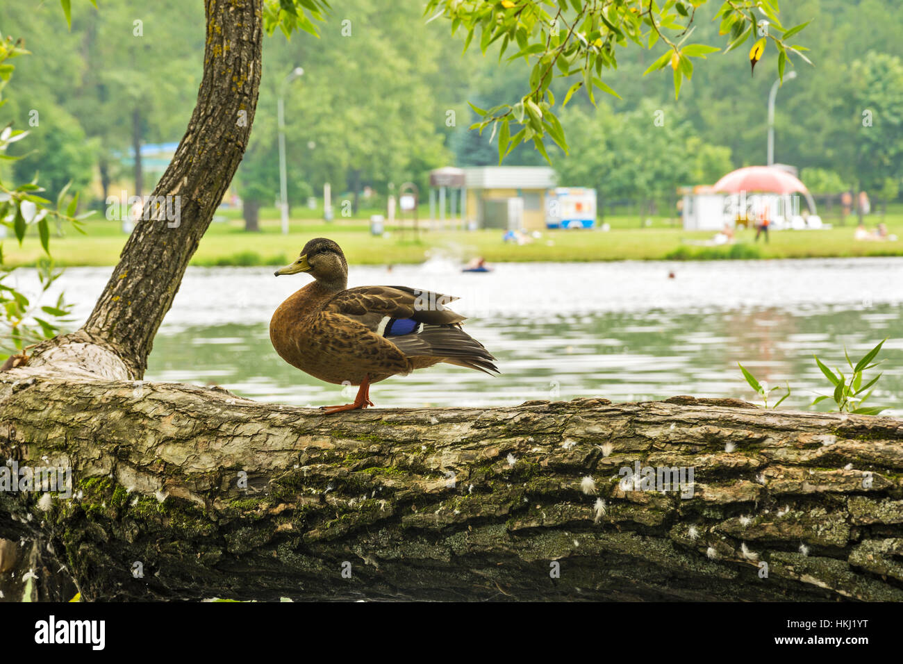 Wild duck standing on a tree bent over the body of water where people ...
