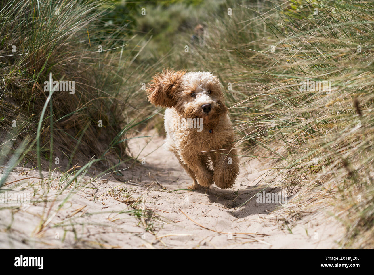A cockapoo runs down a sand path on the beach; South Shields, Tyne and ...