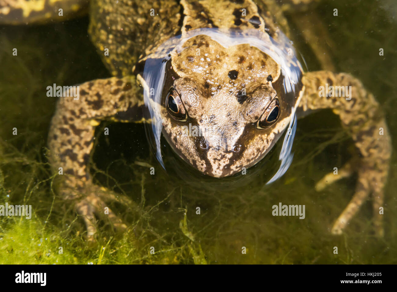 Frog eye above water hi-res stock photography and images - Alamy