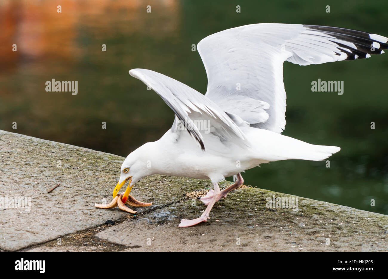A seagull eating a piece of food on a walkway at the water's edge ...