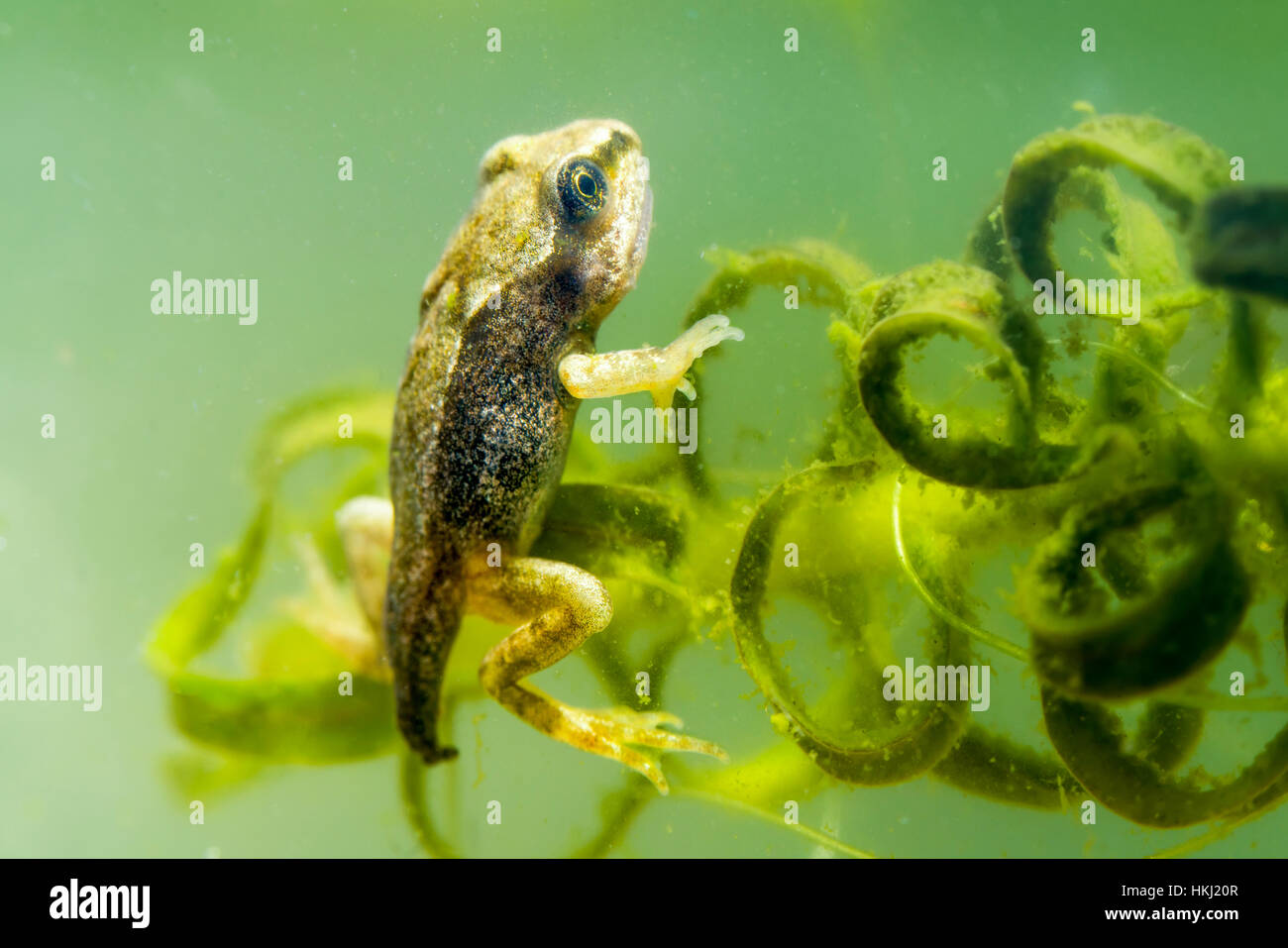 Frog underwater hi-res stock photography and images - Alamy
