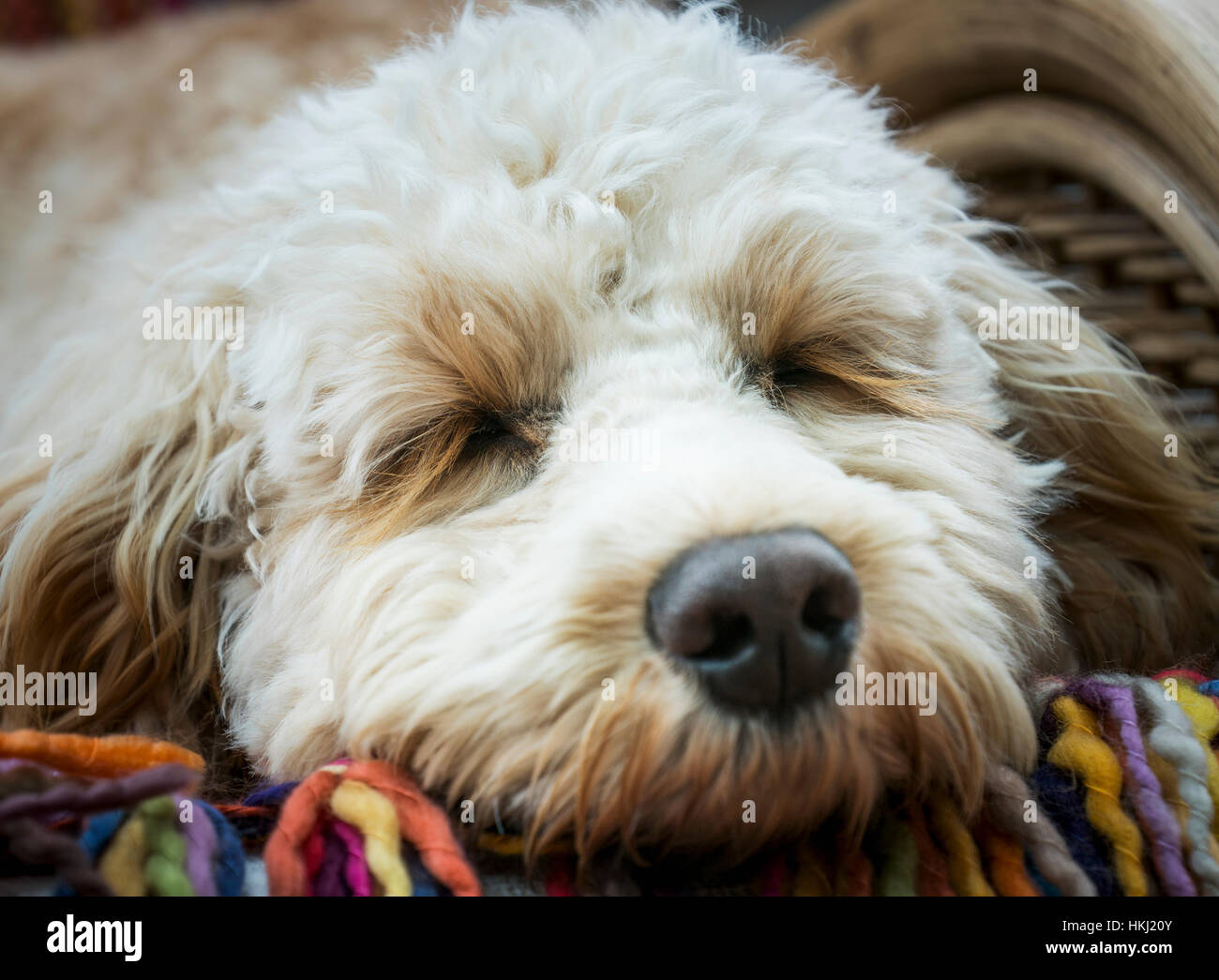 Sleeping cockerpoo hi-res stock photography and images - Alamy
