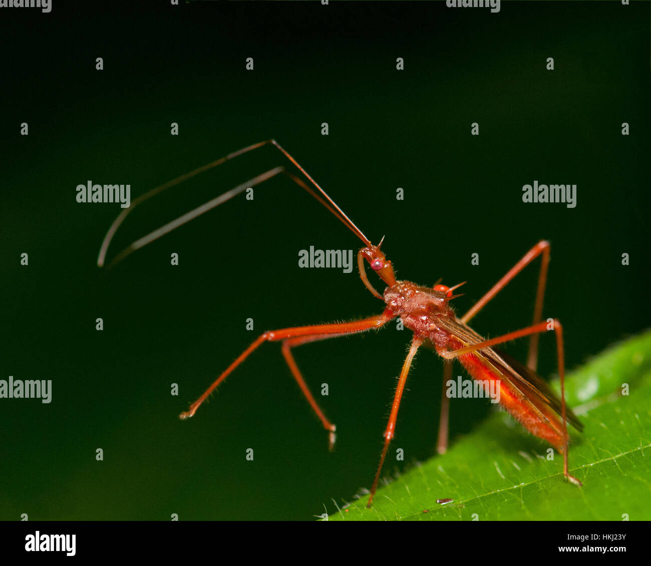 Assassin Bug (Reduviidae sp Stock Photo - Alamy