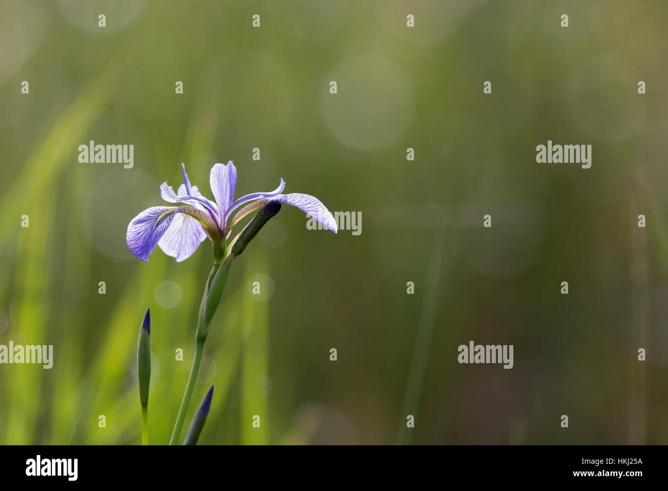 Blue Flag Iris Stock Photo - Alamy