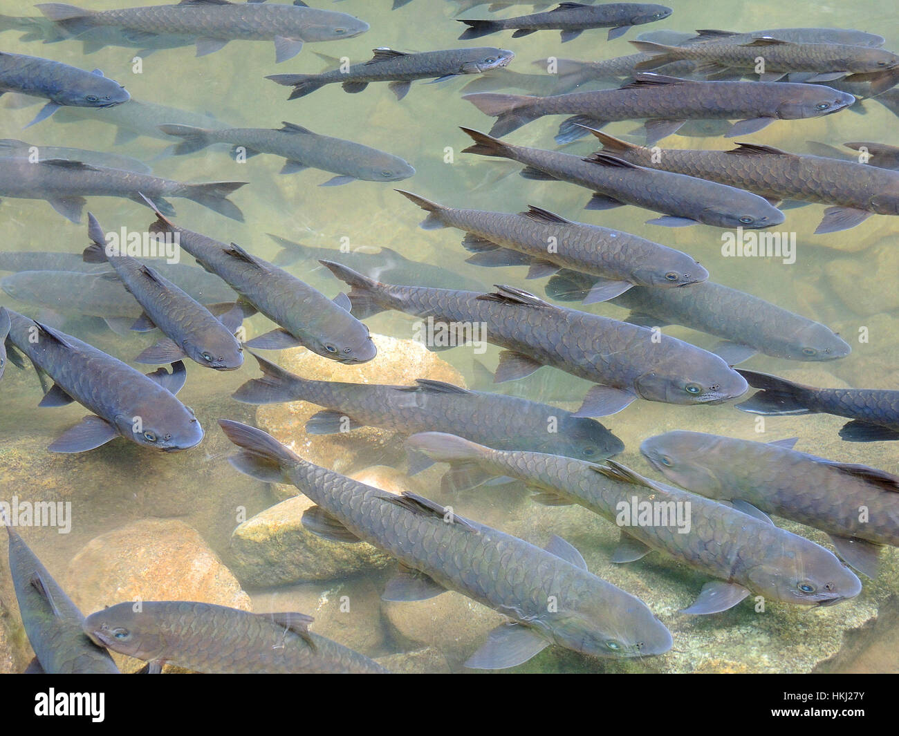 Soro Brook Carp. The waterfall fishes live in waterfall national park ...