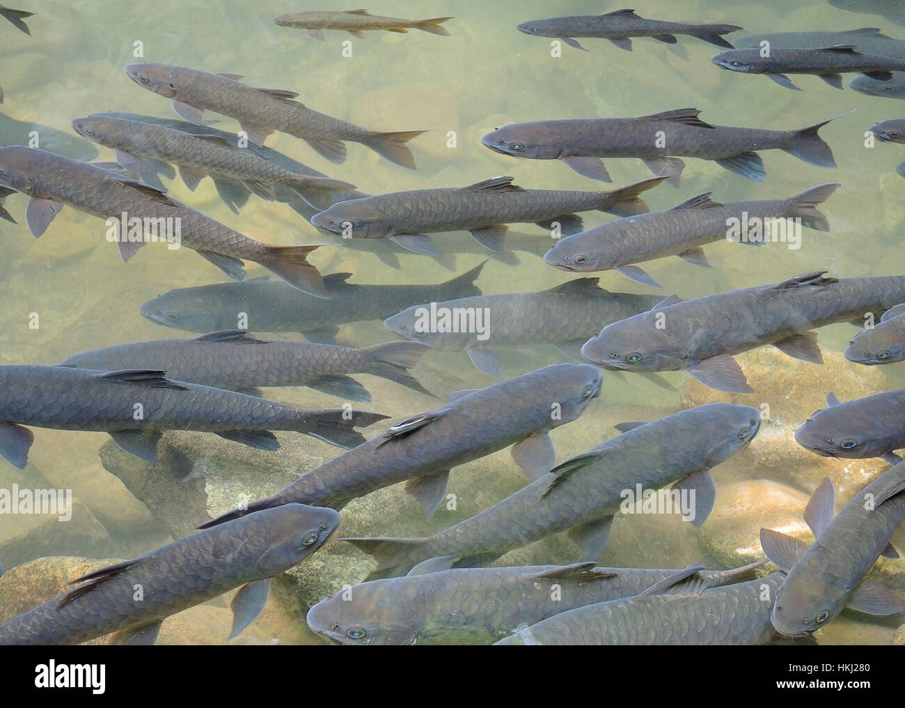 Soro Brook Carp. The waterfall fishes live in waterfall national park ...