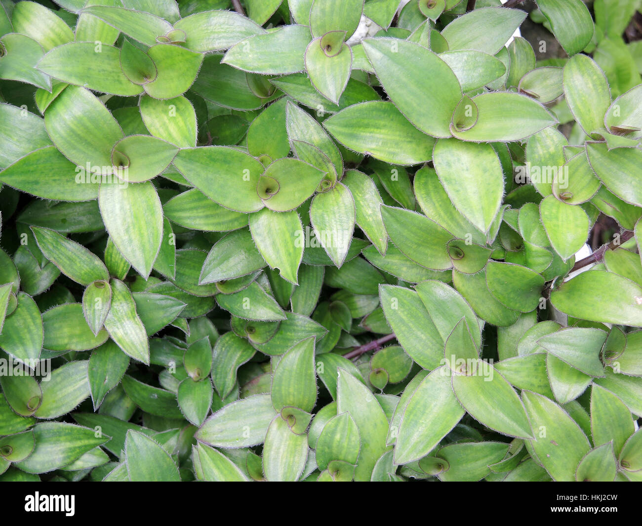river spiderwort or small-leaf spiderwort. (Tradescantia fluminensis ...