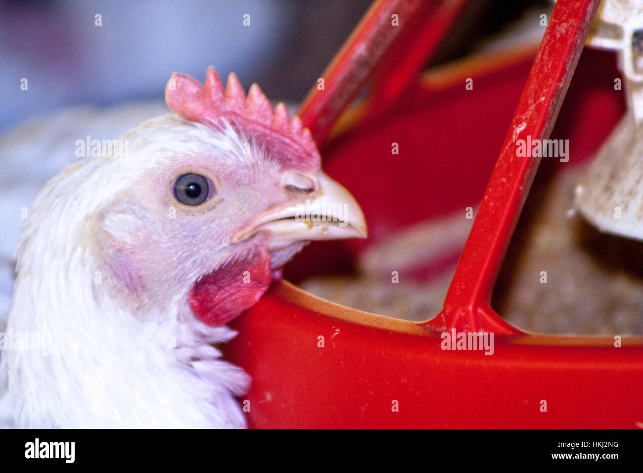 Poultry farming brazil hi-res stock photography and images - Alamy