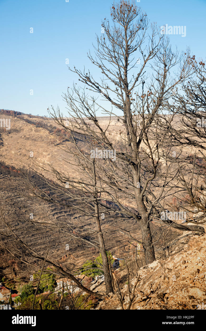 Burnt trees and desolation, aftermath of a severe forest fire Stock ...