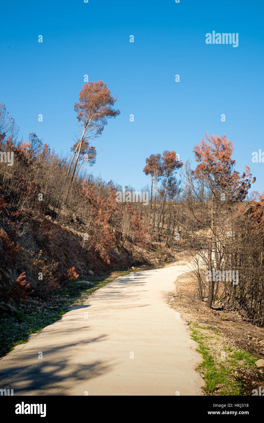Burnt trees and desolation, aftermath of a severe forest fire Stock ...