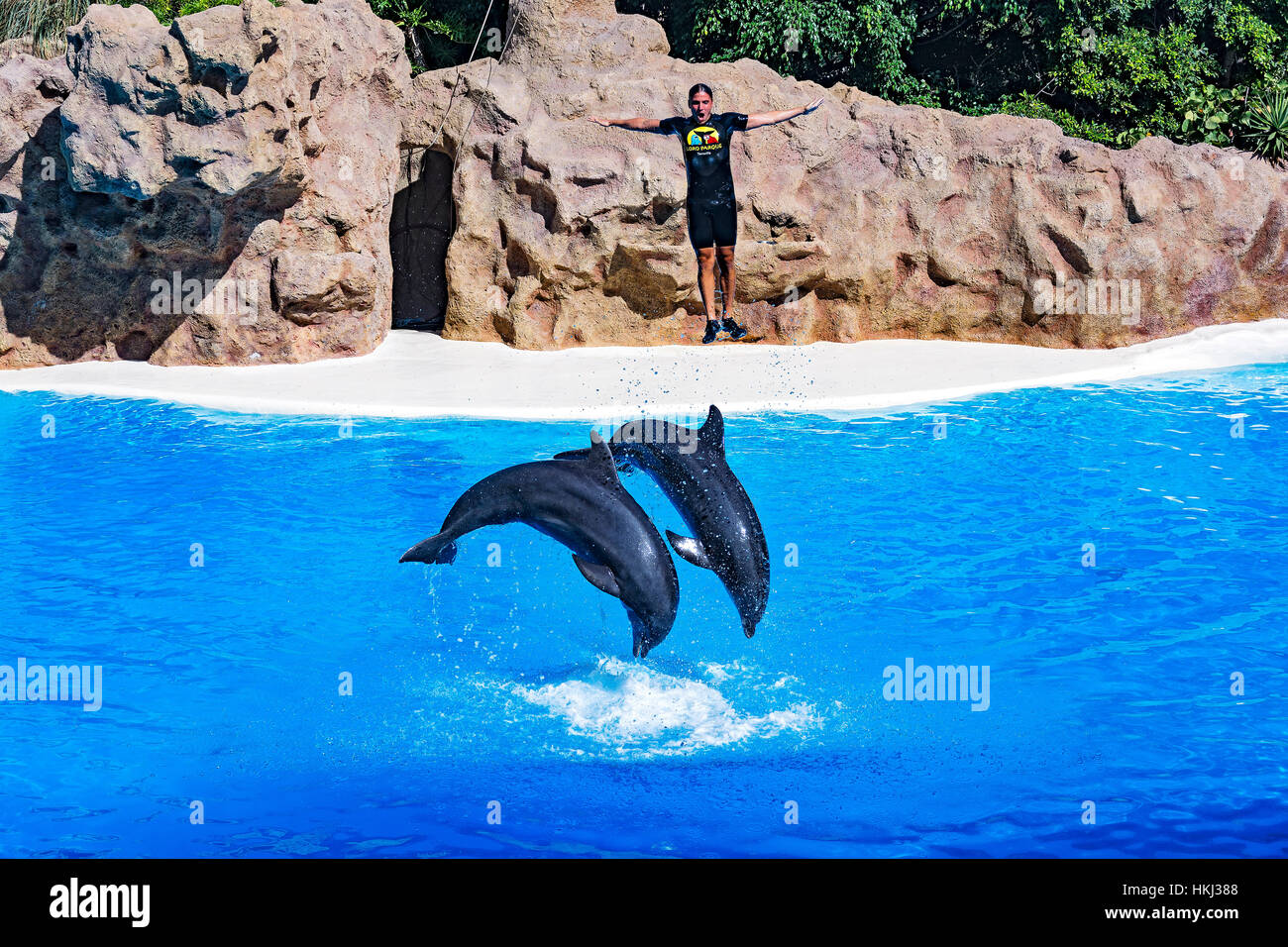 Dolphin show in the Loro Parque (Loro Parque), two dolphin trainer ...
