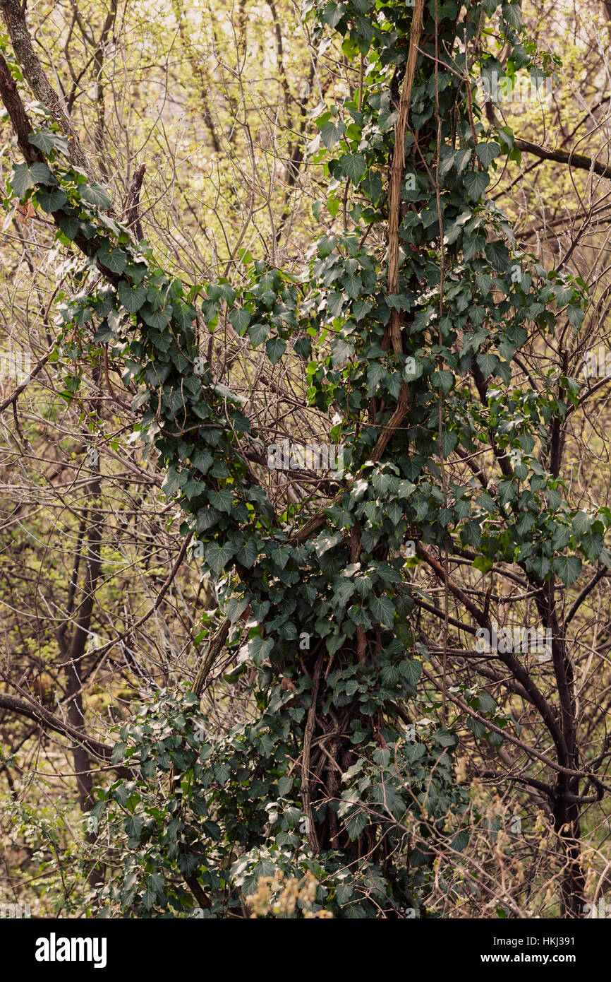 wild tree-creeper on the tree in nature, note shallow depth of field ...
