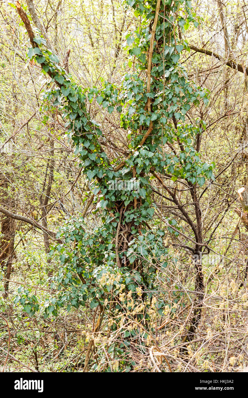 wild tree-creeper on the tree in nature, note shallow depth of field ...