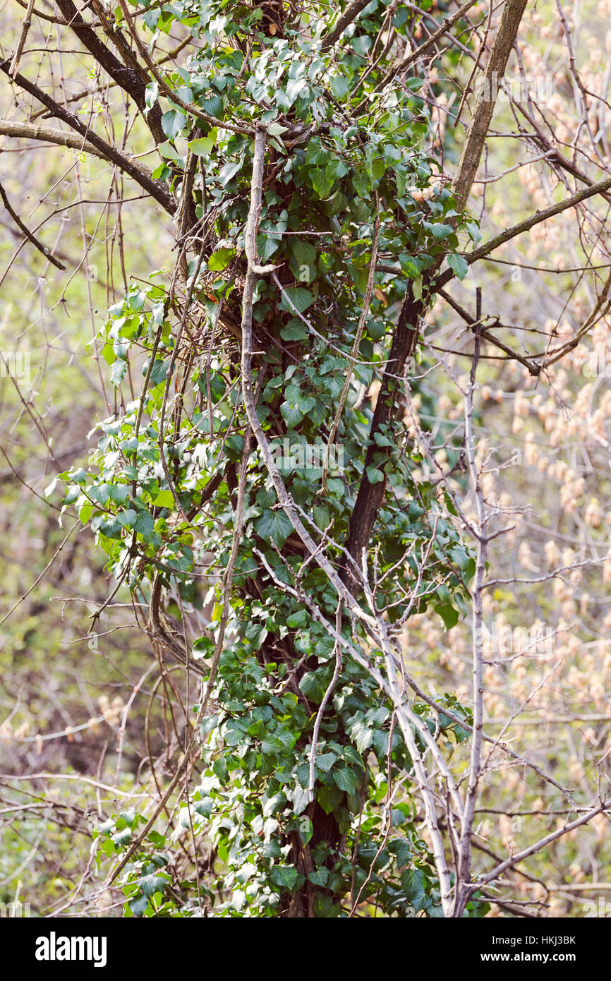 wild tree-creeper on the tree in nature, note shallow depth of field ...