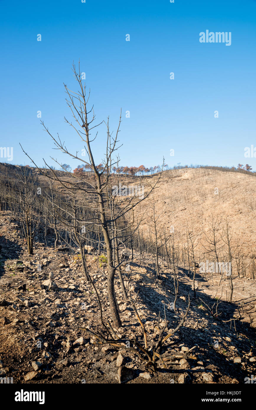 Burnt trees and desolation, aftermath of a severe forest fire Stock ...